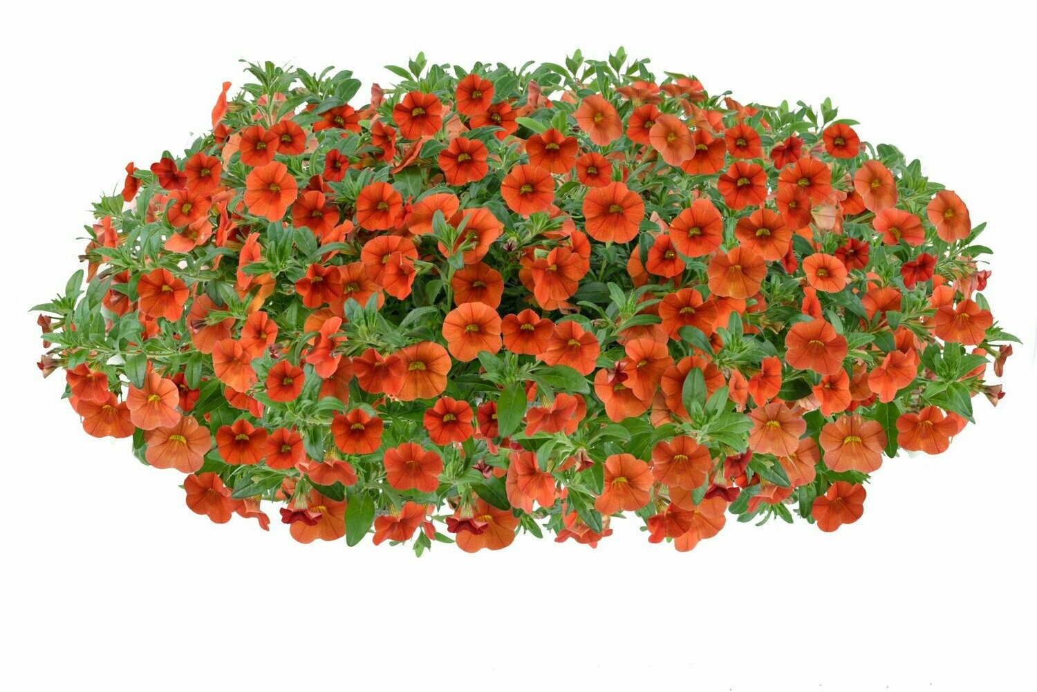 Calibrachoa colibri Orange