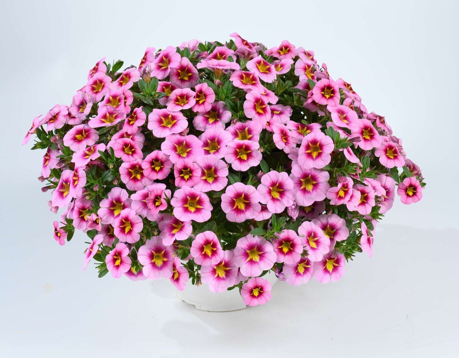 Calibrachoa Lia Bubblegum