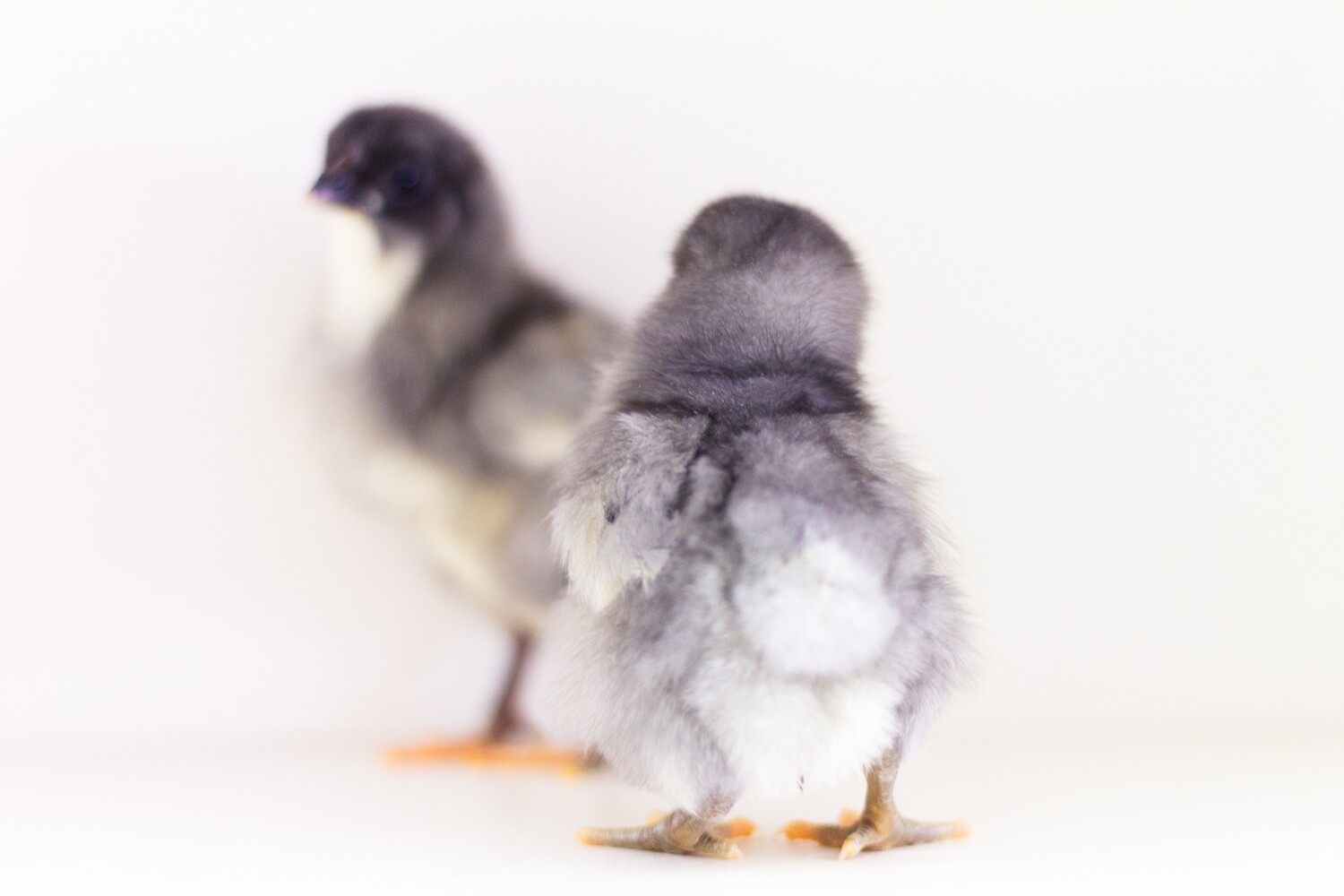 Chicks