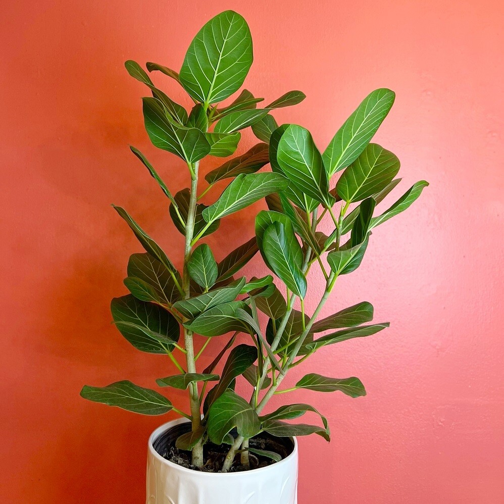 10" Ficus Audrey