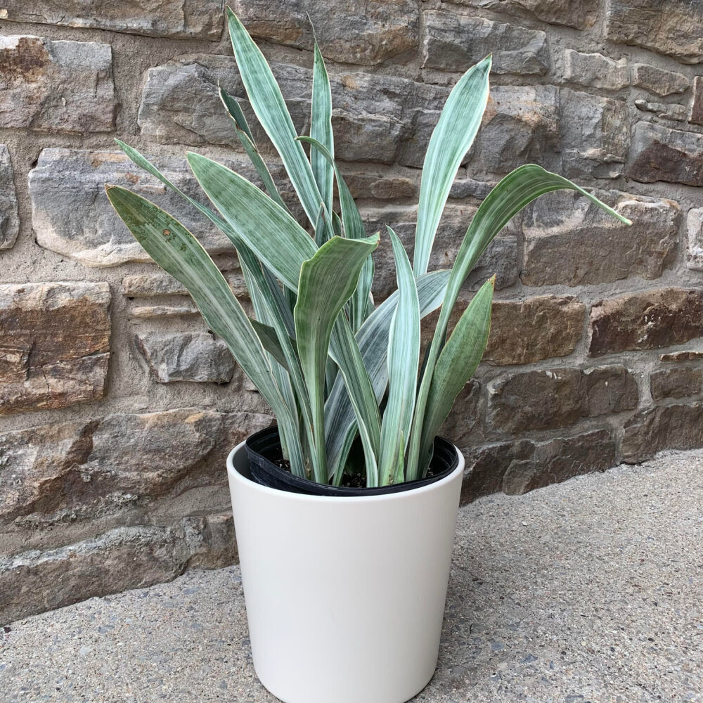 10" Sansevieria Sayurii