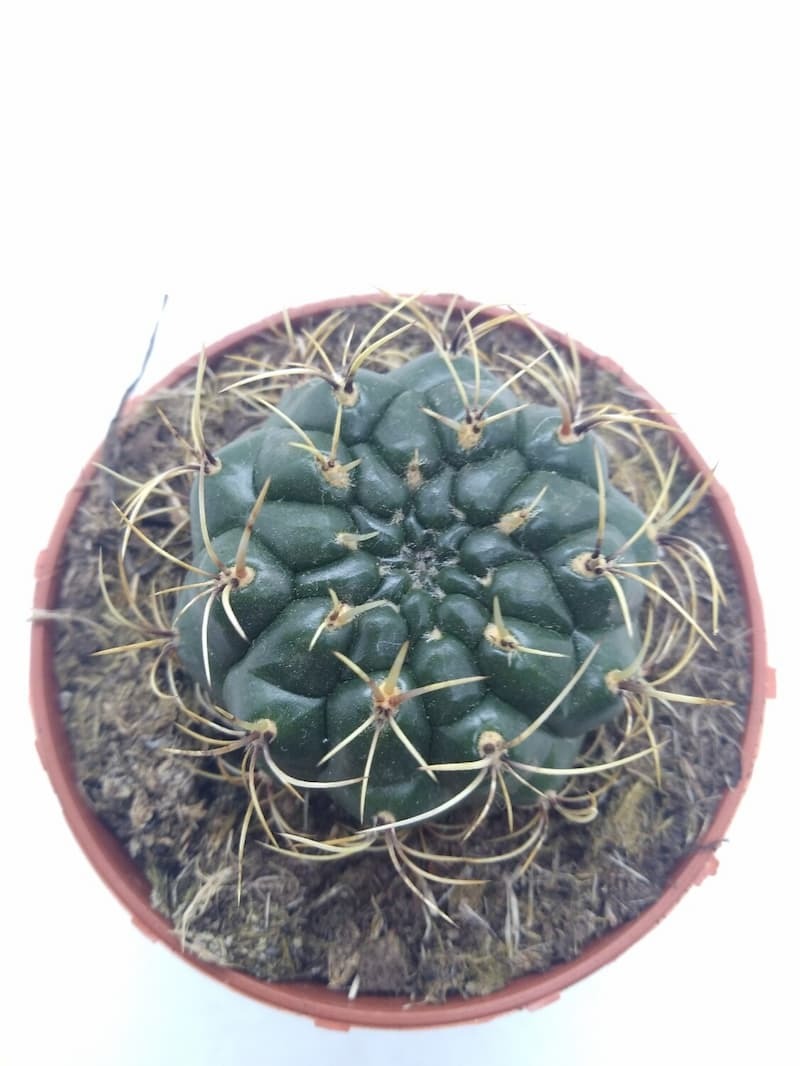 ¿Cómo hacer terrarios de cactus y suculentas?