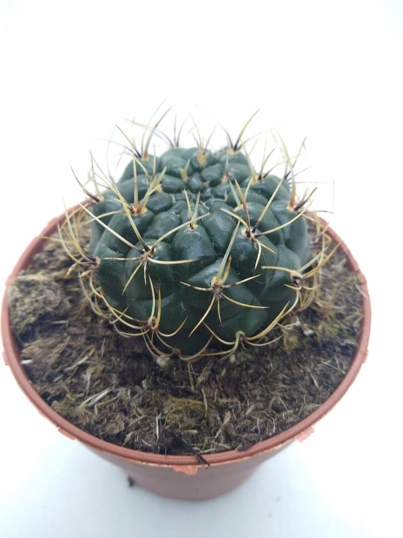 ¿Cómo hacer terrarios de cactus y suculentas?