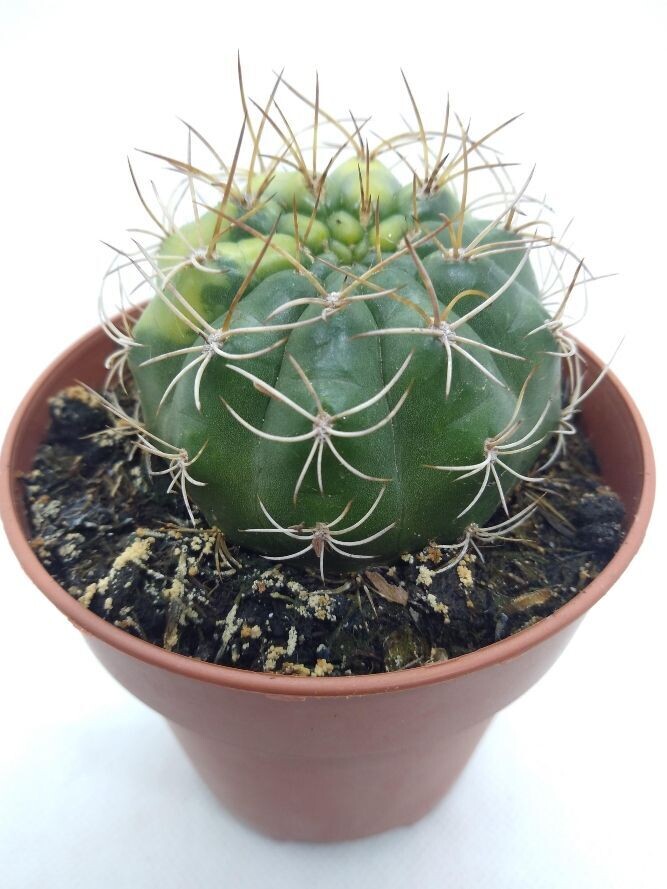 Matucana Ritteri variegada