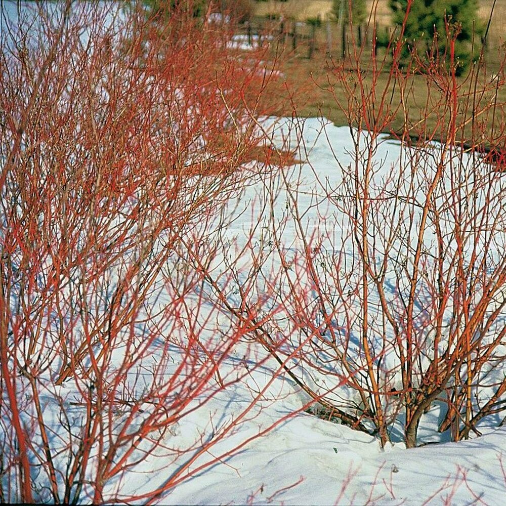 Red Osier Dogwood BR