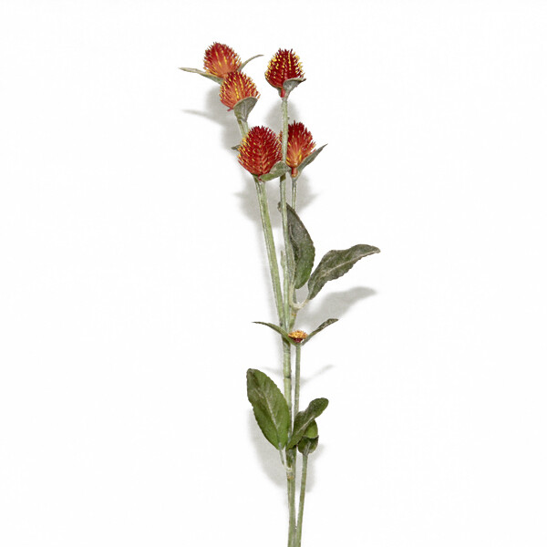 1BF841R Clover Rust | Timeless Charm