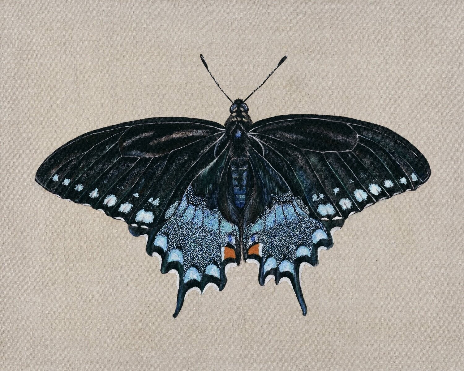 Swallowtail Butterfly Outline