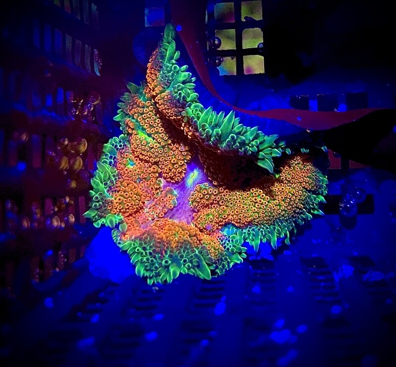 Stichodactyla Tapetum Ultra Red / Green