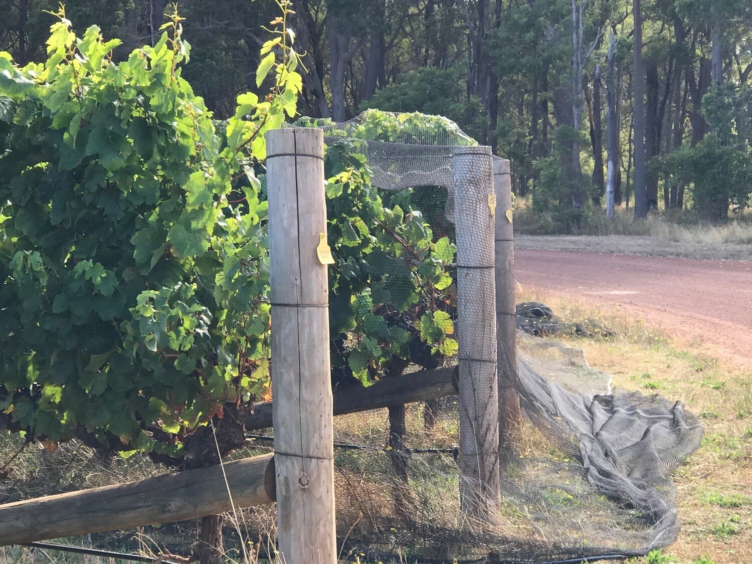 Viticulture - PINE POST CLEARANCE 2.1m x 75-95mm $9.90ea - Cowaramup ...