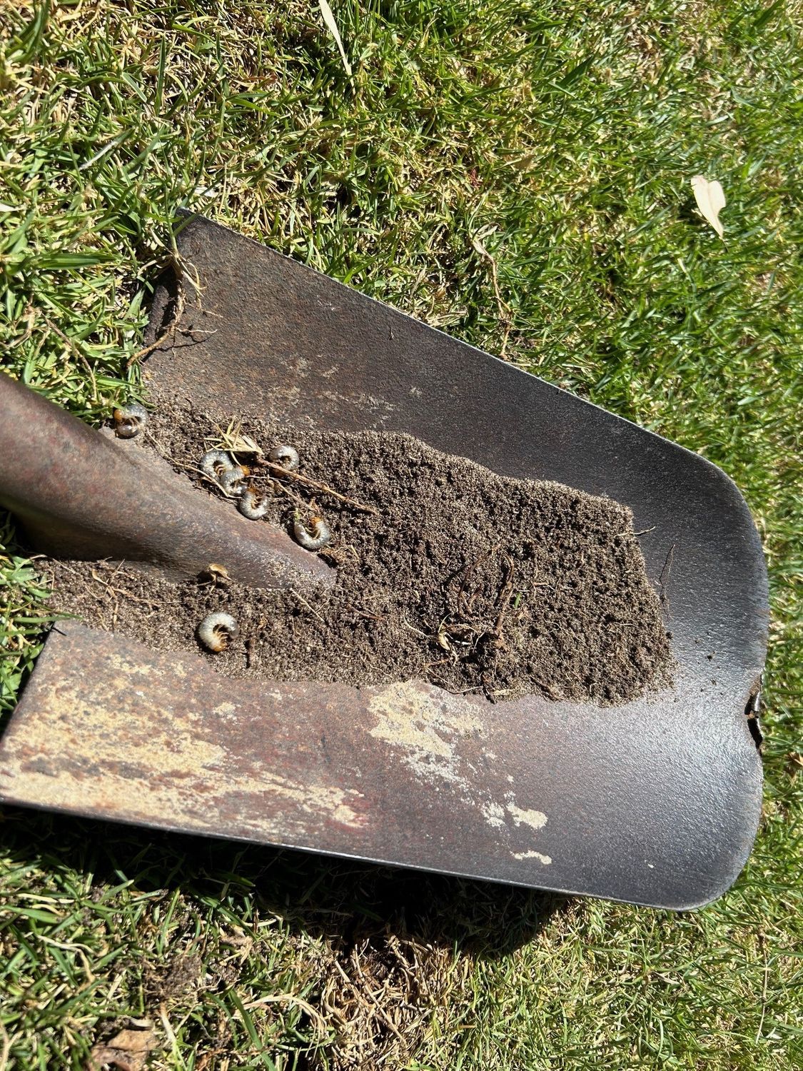 Black Beetle Control - Shop - Cowaramup Agencies