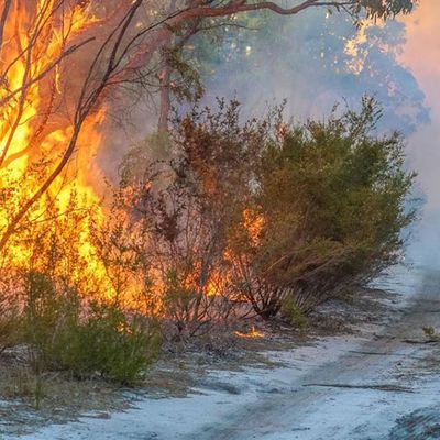 Waratah Gripfast Trellis Post - 240cm - Shop - Cowaramup Agencies