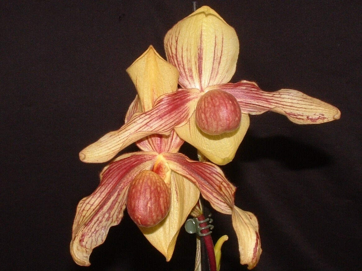 Paphiopedilum Alexej (hangianum x rothschildianum) – Shop – Asendorfer ...