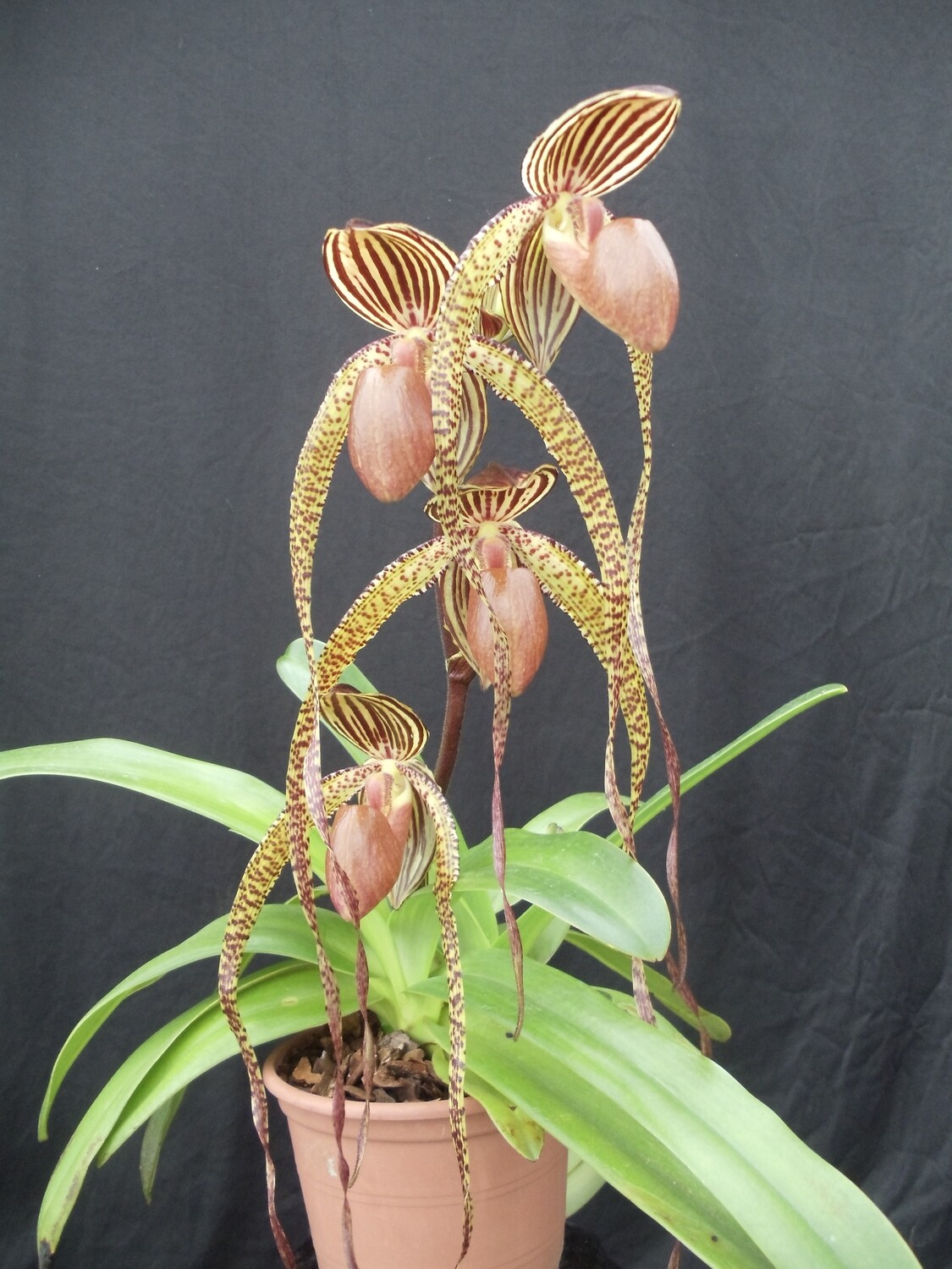 Paphiopedilum Booth`s Sand Lady ( sanderianum x Lady Isabel) – Shop ...