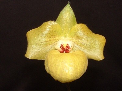 Paphiopedilum – Shop – Asendorfer Orchideenzucht