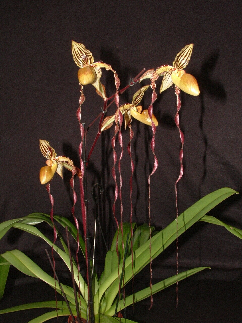 Paphiopedilum Michael Koopowitz ( sanderianum x philippinense ) – Shop ...
