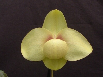 Paphiopedilum – Shop – Asendorfer Orchideenzucht