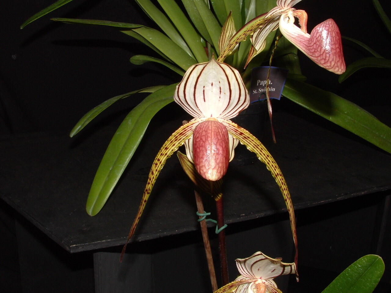 Paphiopedilum Lady Isabel ( rothschildianum x stonei ) – Shop ...