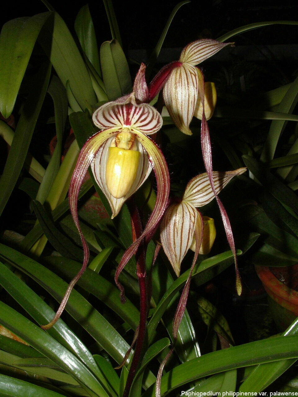 Paphiopedilum philippinense var. palawanense – Shop – Asendorfer ...