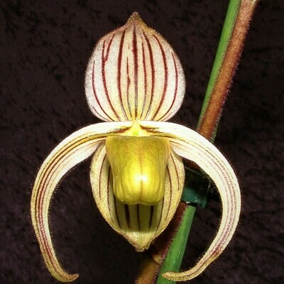 Paphiopedilum – Shop – Asendorfer Orchideenzucht