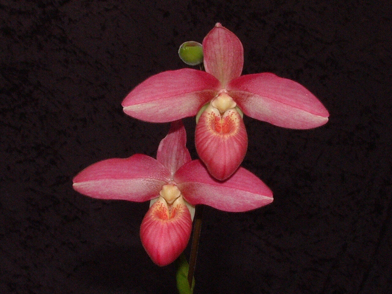 Phragmipedium Andean Fire ( besseae x lindleyanum ) Teilstück blühstark ...