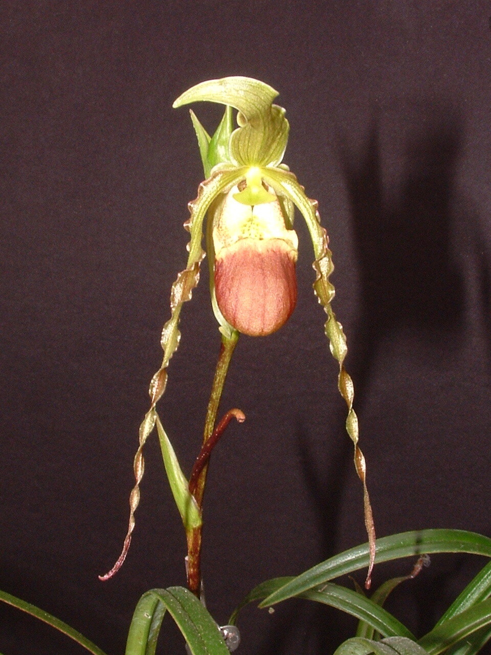 Phragmipedium Fantasy Dream Chaser ( hirtzii x sargentianum ) – Shop ...