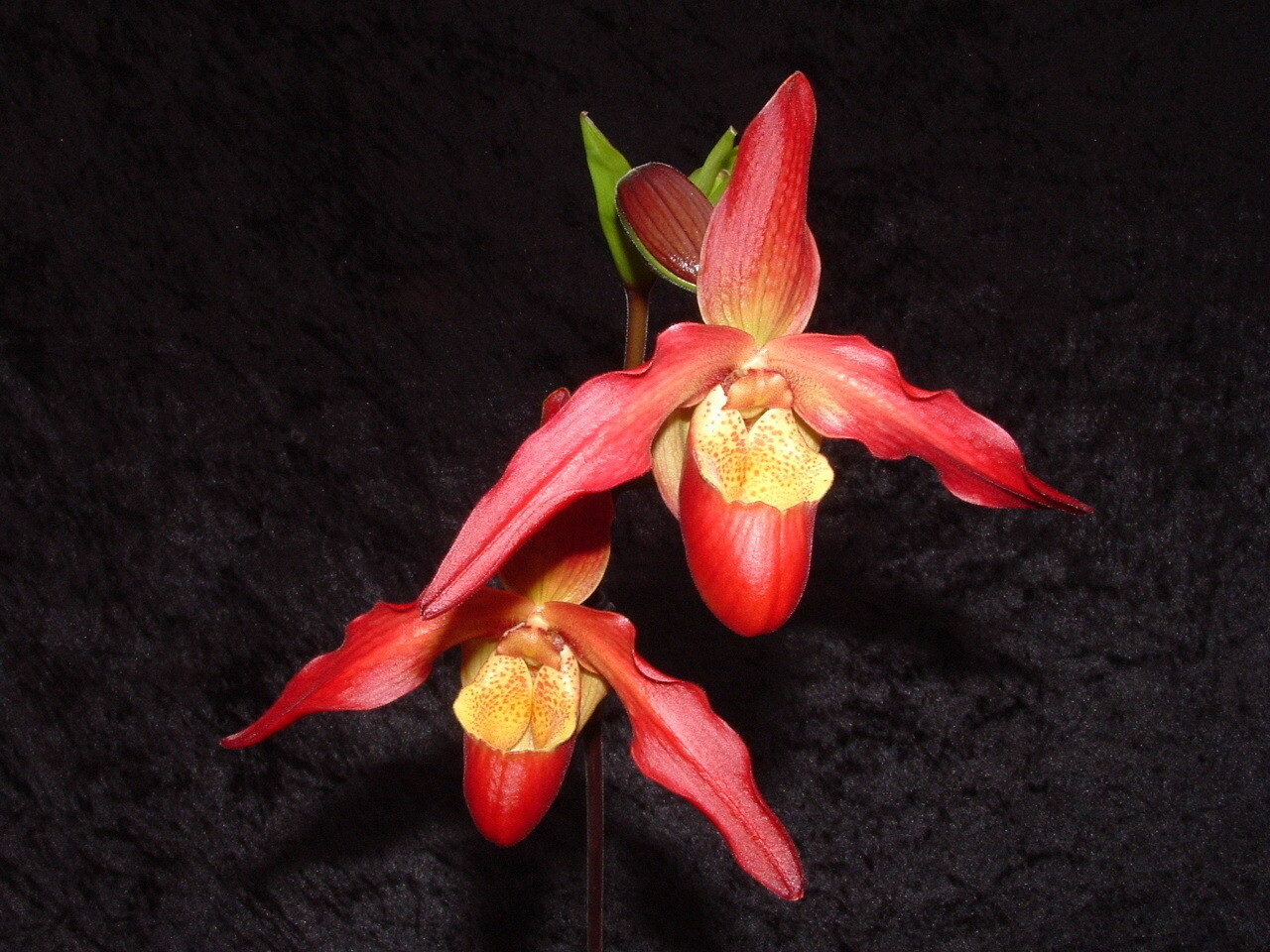 Phragmipedium Living Fire ( besseae x Sorcerer`s Apprentice ) – Shop ...
