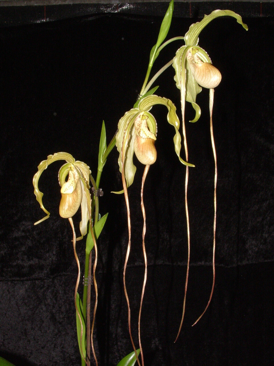 Phragmipedium Paul Eugene Conroy ( wallisii x longifolium ) – Shop ...