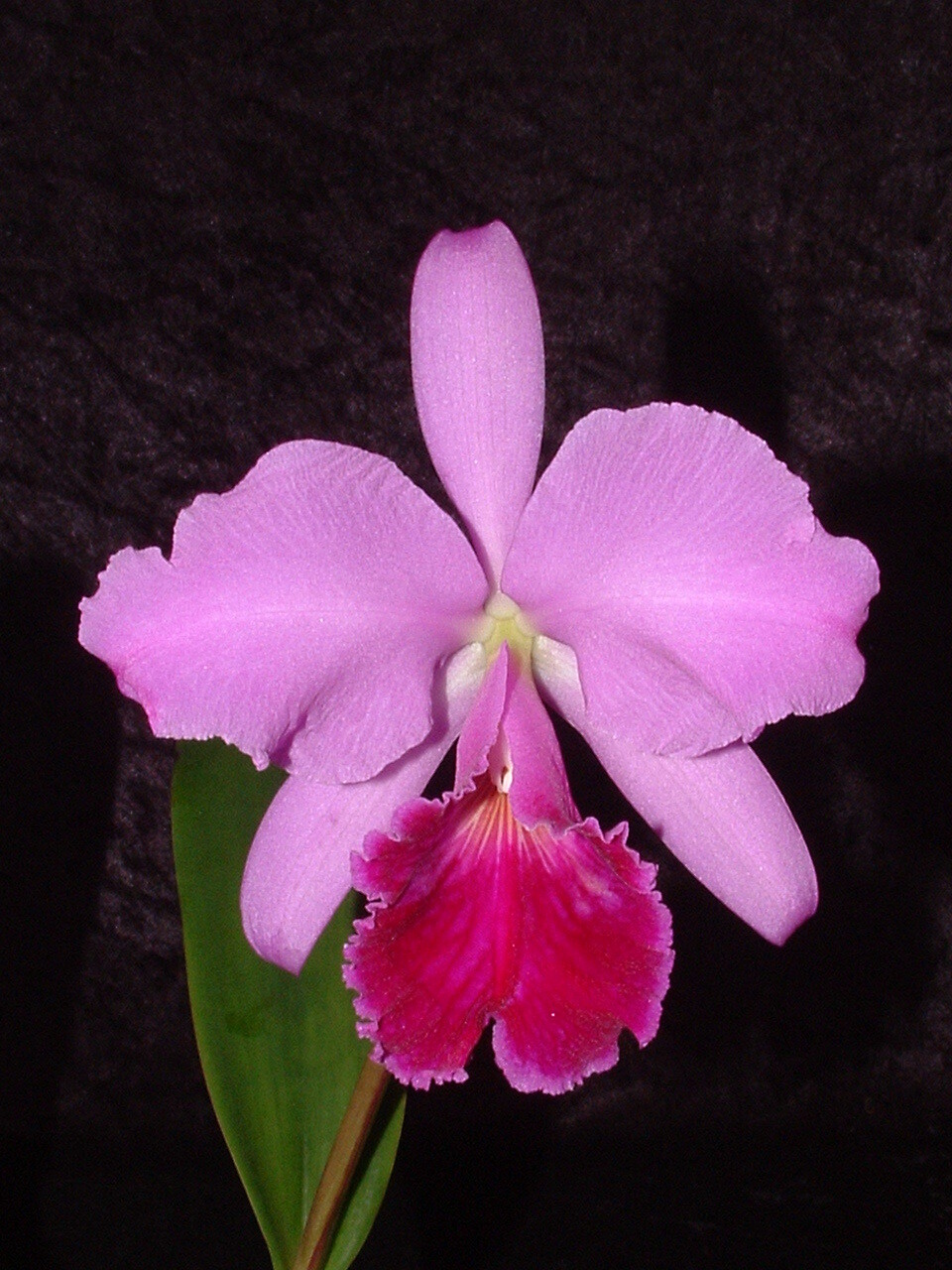 Cattleya labiata var. rubra `Aranda` x self neu – Shop – Asendorfer ...