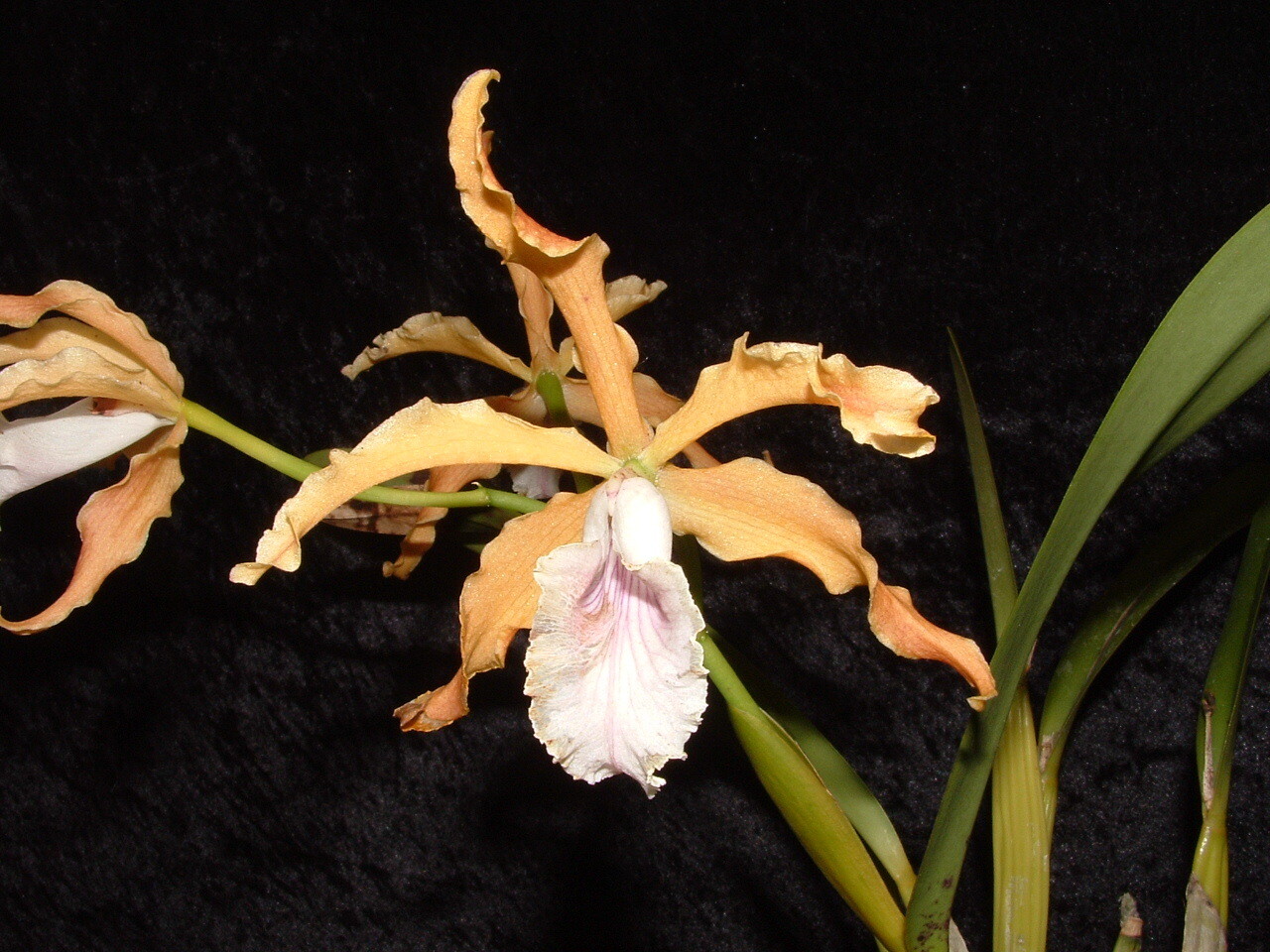 Laelia grandis – Shop – Asendorfer Orchideenzucht