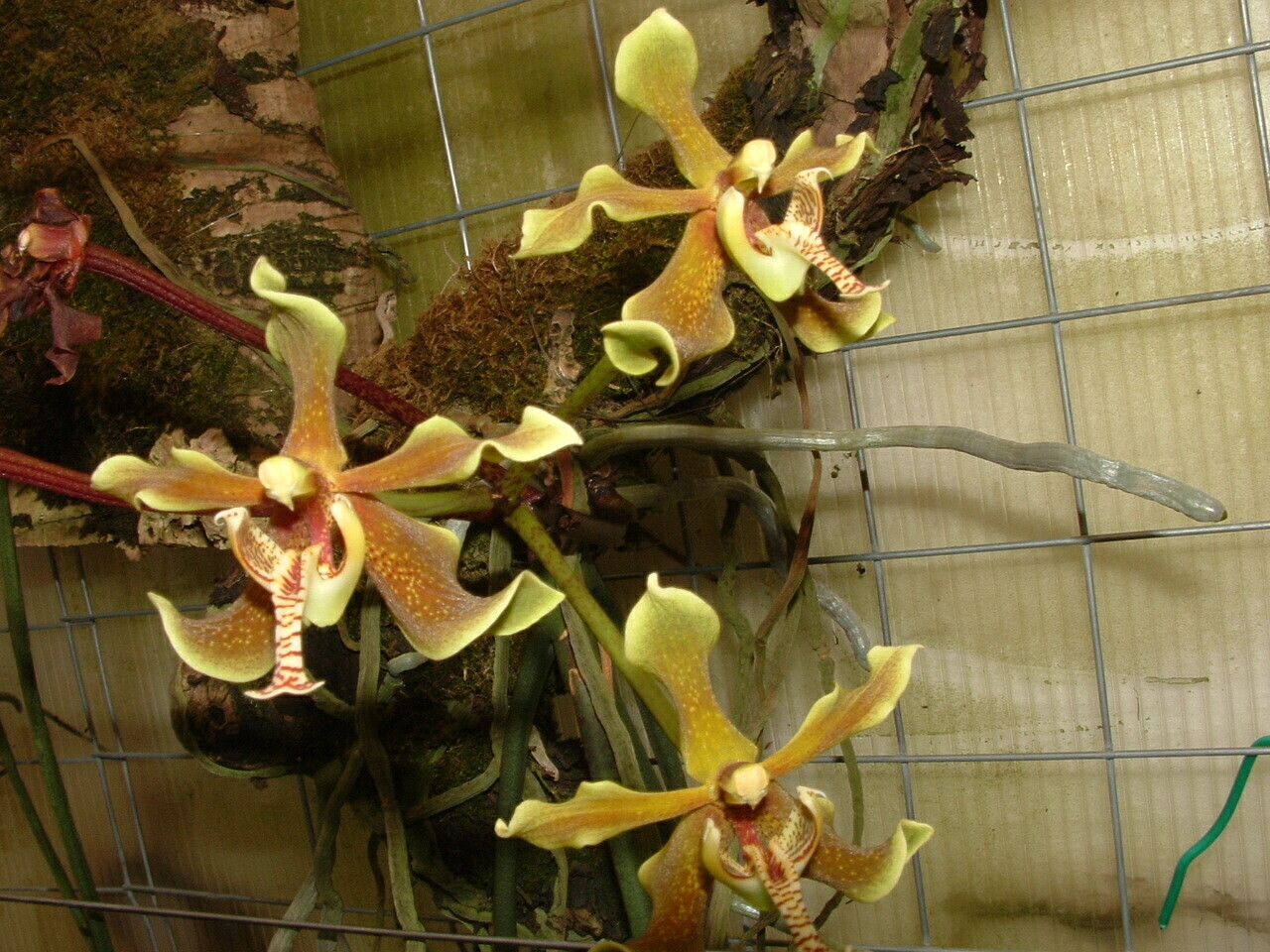 Paraphalaenopsis labukensis – Shop – Asendorfer Orchideenzucht