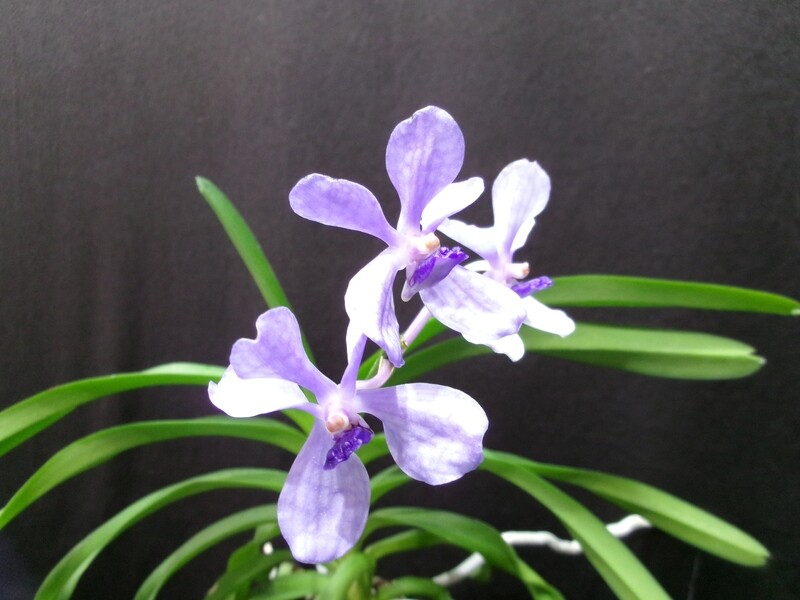 Vanda Sally Roth (coerulea x coerulescens) neu – Shop – Asendorfer ...