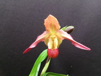Einzelstücke, Raritäten, divisions – Shop – Asendorfer Orchideenzucht