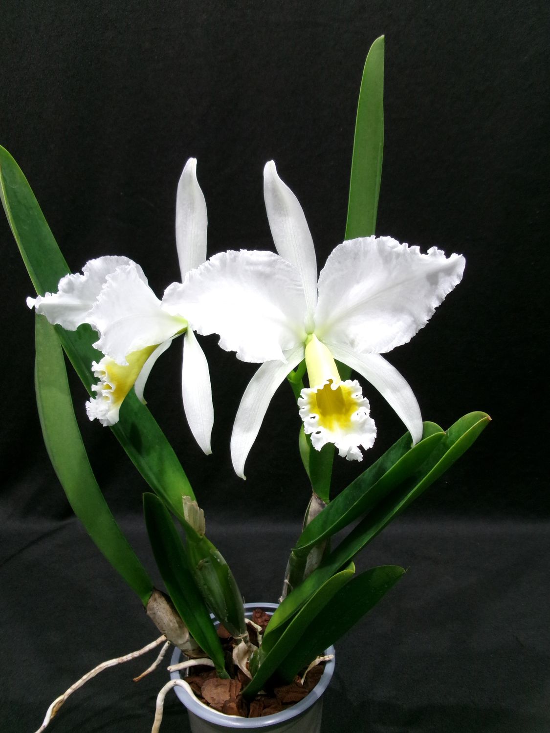 Cattleya percivaliana var. alba `Mem. Nobby Witt` x self – Shop ...