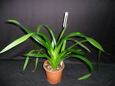 Phragmipedium – Shop – Asendorfer Orchideenzucht