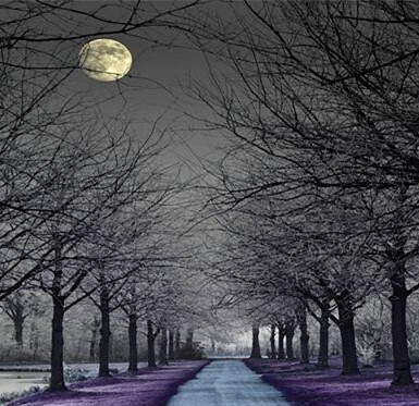 MOONLIGHT PATH