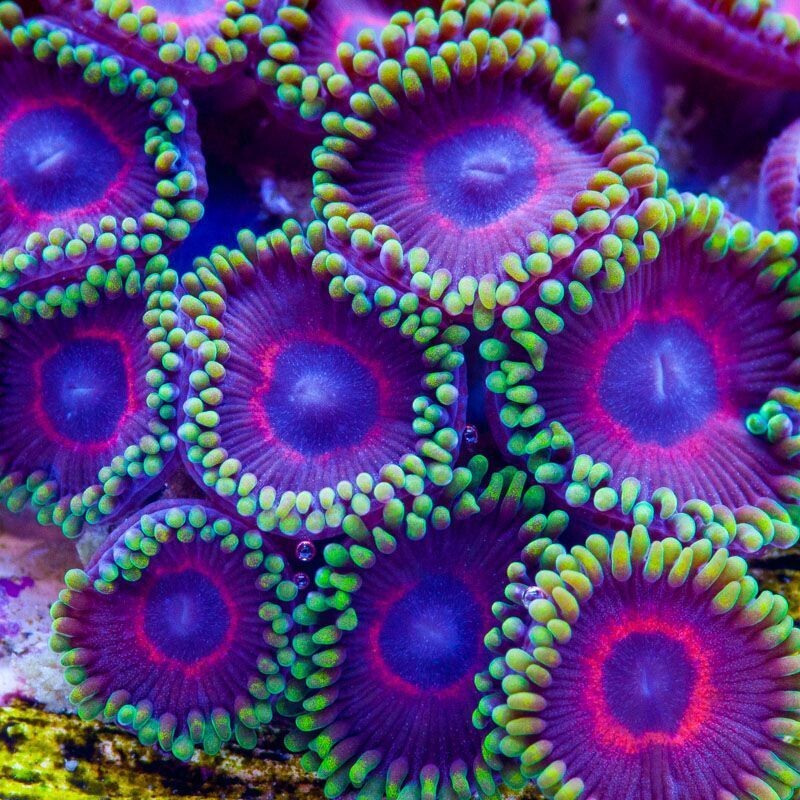 Zoas & Softies