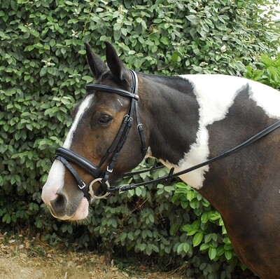Buy horse equipment online store