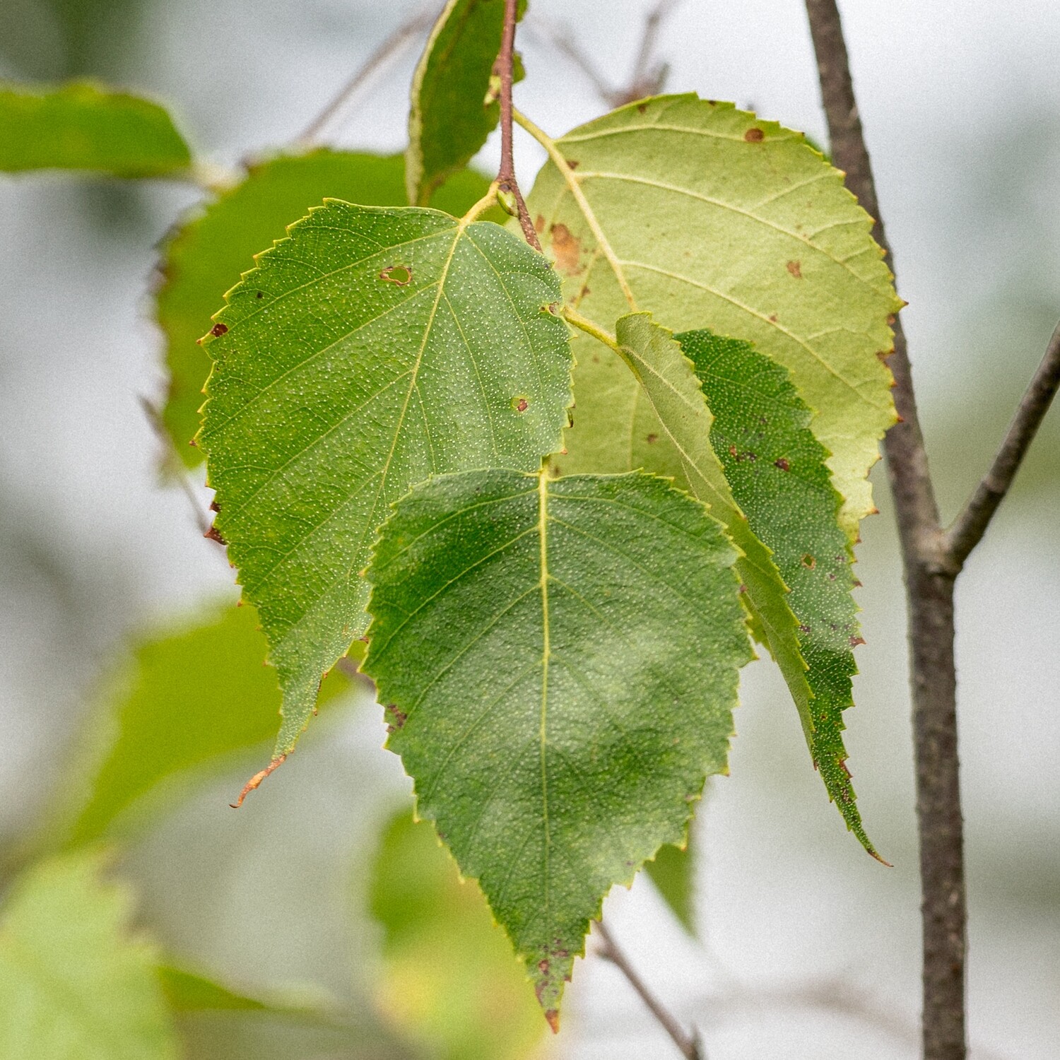 Paper Birch Tree Leaves