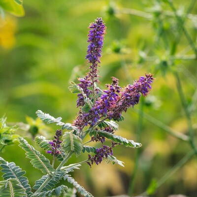 Perennials — Ontario Native Plant Nursery | Container Grown | (705)466-6290
