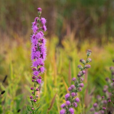 Perennials — Ontario Native Plant Nursery | Container Grown | (705)466-6290