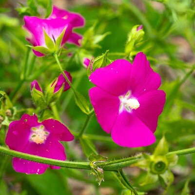 Perennials — Ontario Native Plant Nursery | Container Grown | (705)466-6290