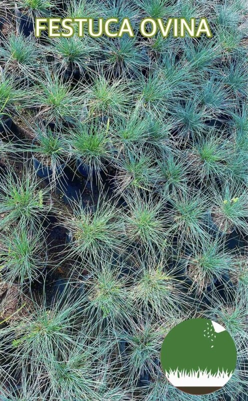PASTO FESTUCA OVINA - Gramíneas Decorativas - Caminos