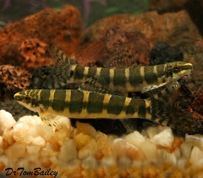 More Loaches