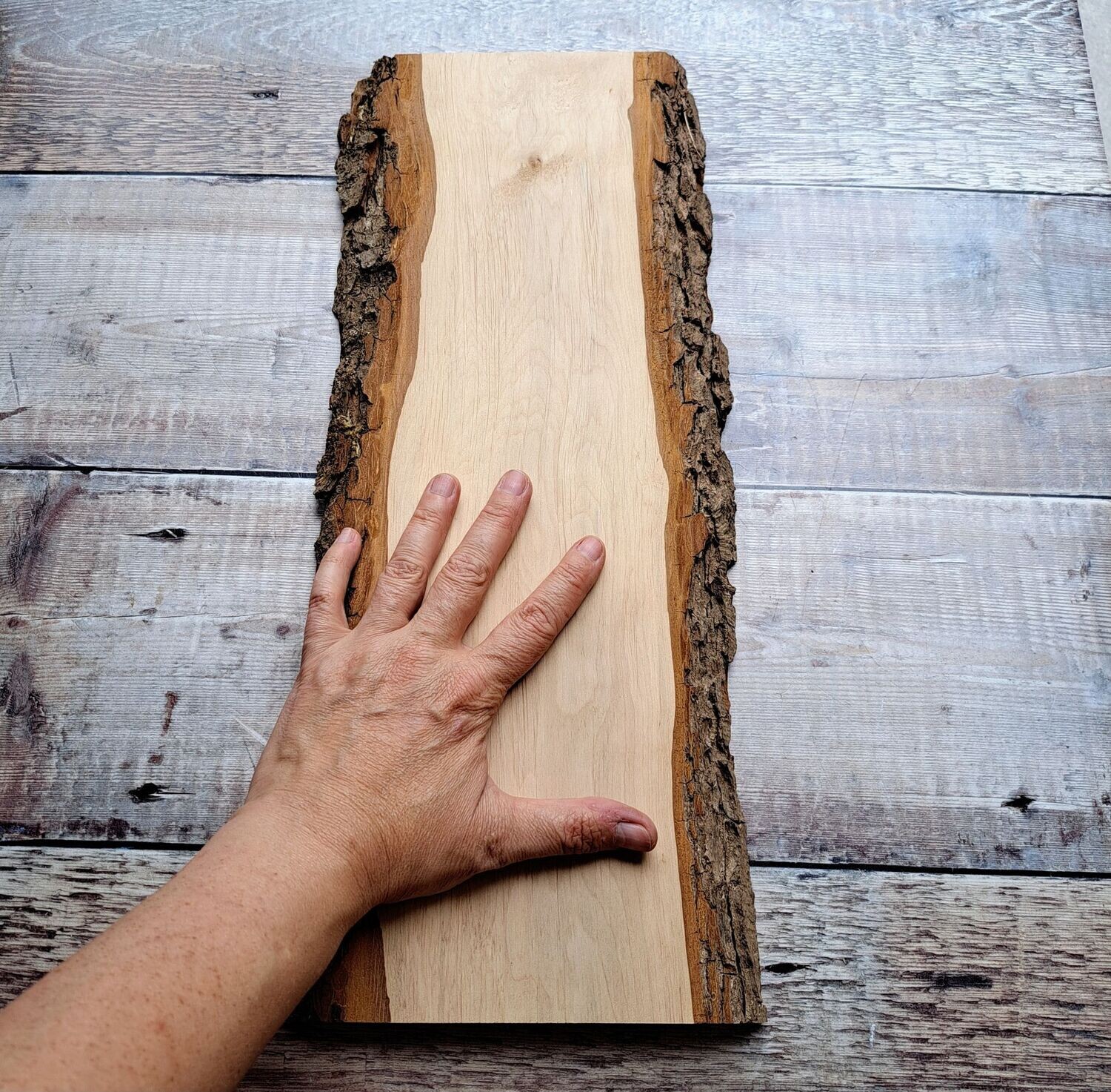 Tall alder pyrography blank