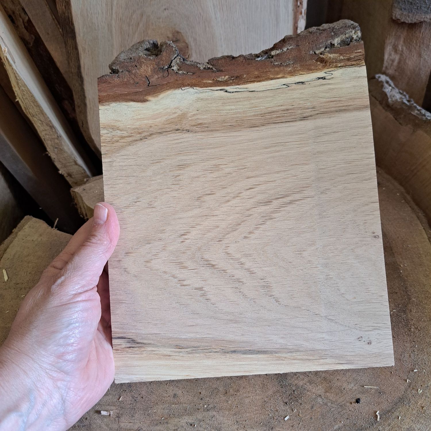 23cm tall spalted oak blank