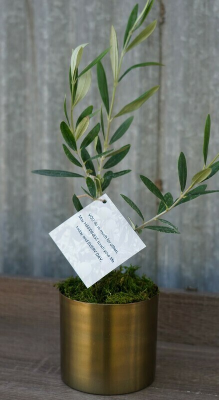 The Gift Of An Olive Tree- The Classic Olive