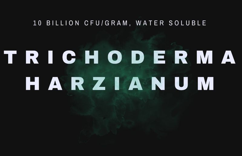 Trichoderma Harzianum, 10 billion CFU/gram, Water soluble