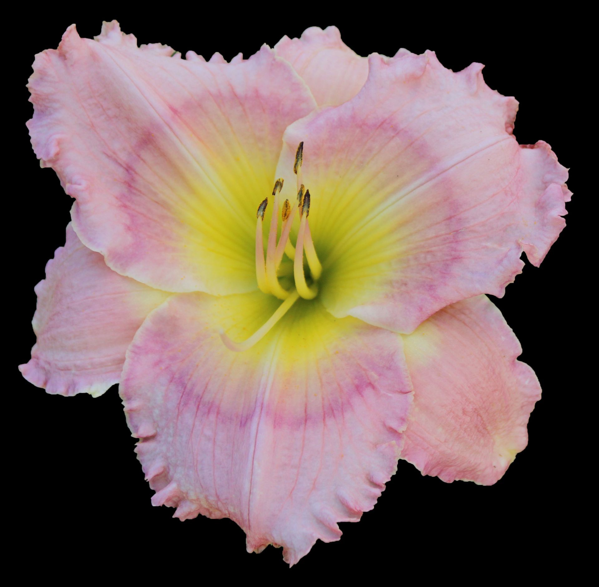 David Kirchhoff and Mort Morss at Daylily world