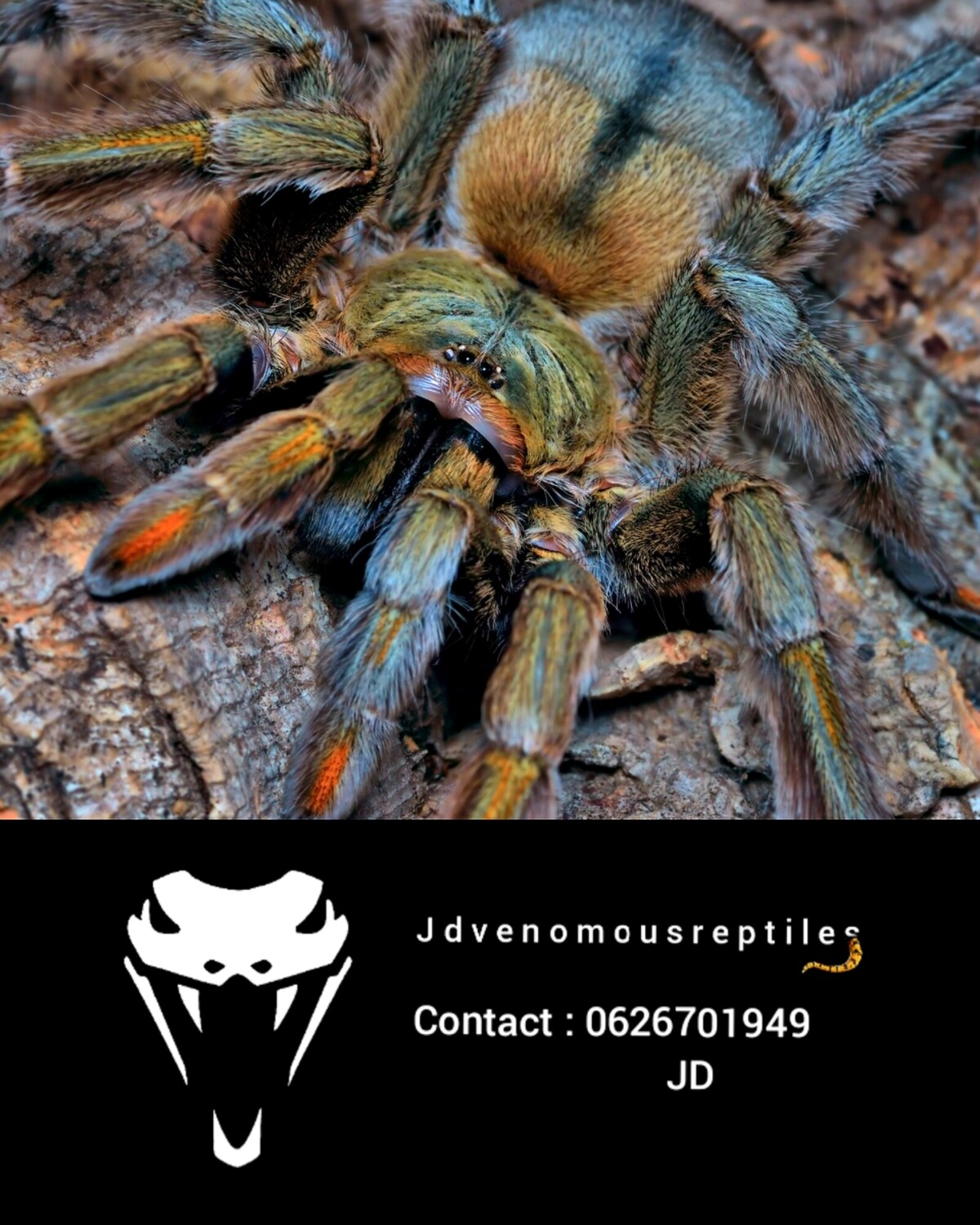 Psalmopoeus Cambridgei Female