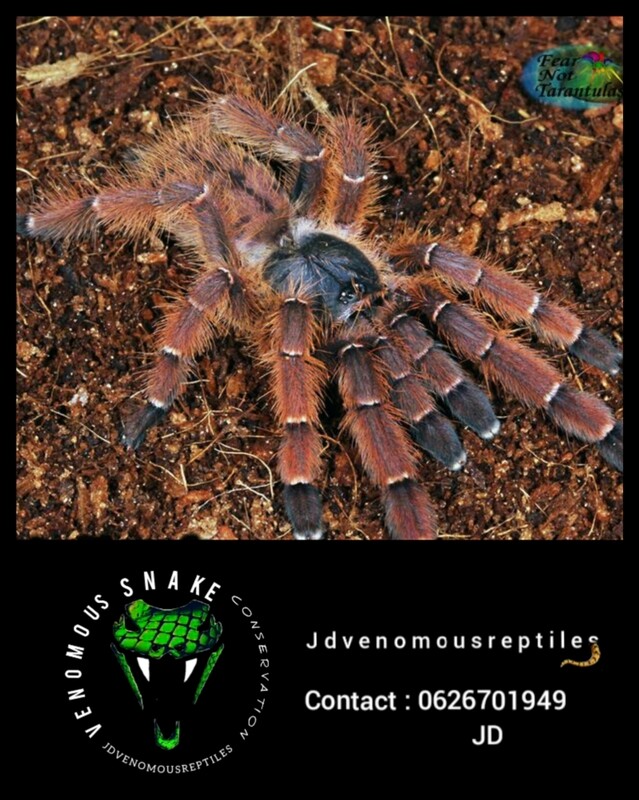 Phormingochilus Sp Rufus